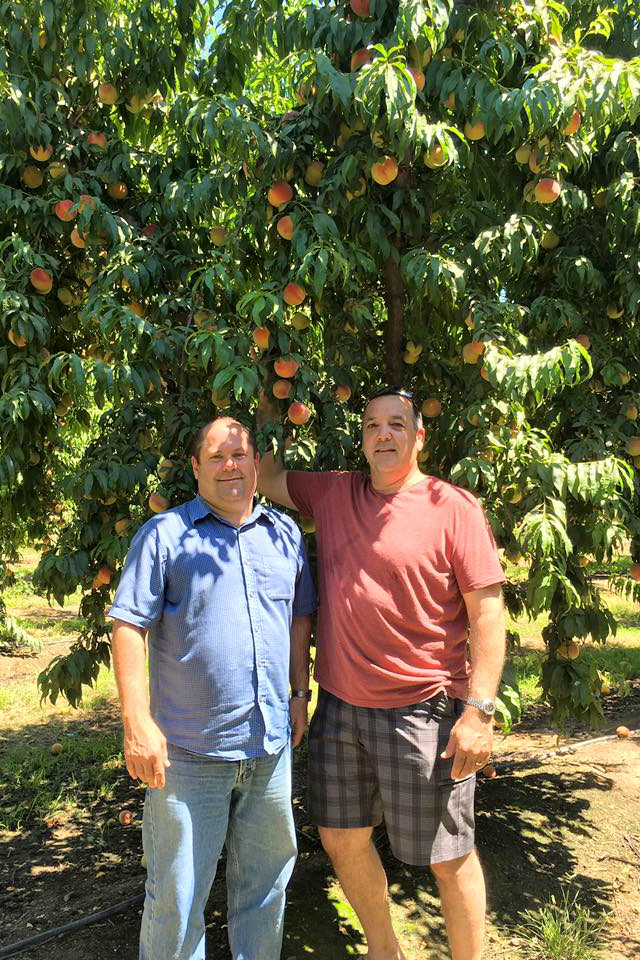 Percocas Have Arrived! – The Grapevine