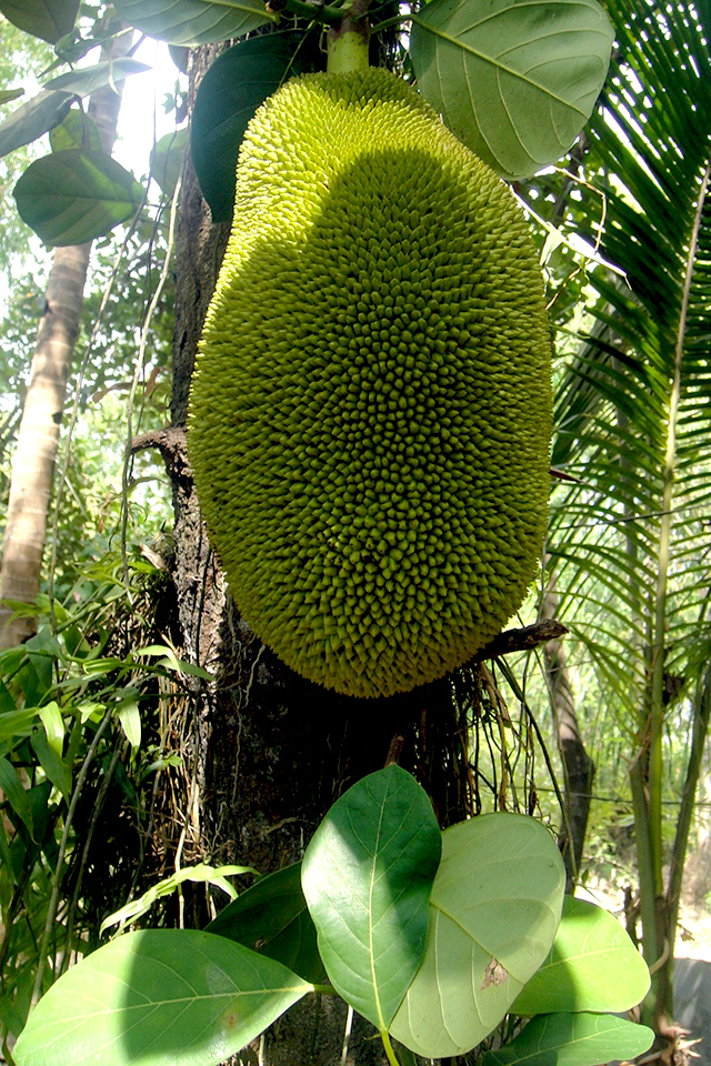 What Do You Know About Jackfruit? – The Grapevine